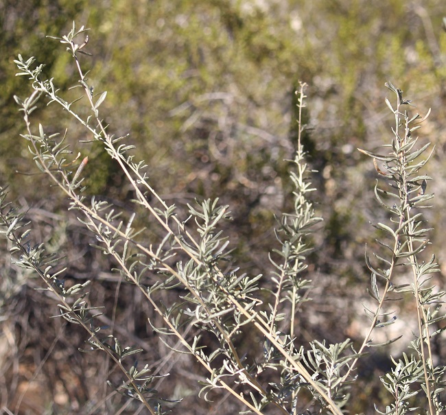 saltbush – Tales of The Goddard