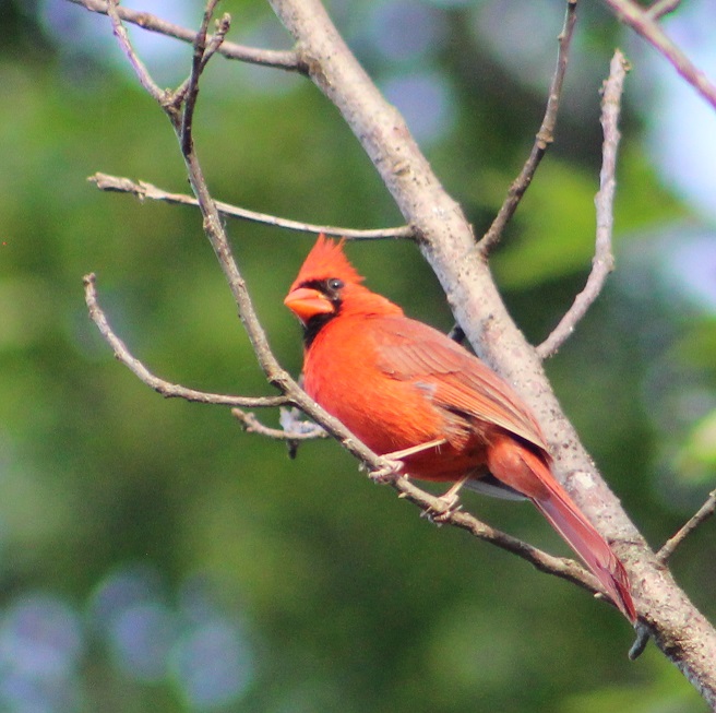 cardinal – Tales of The Goddard