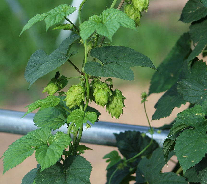 hops-1 – Tales of The Goddard