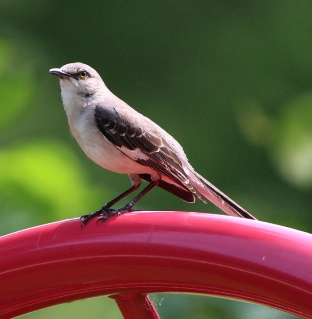 Southern Mockingbird Flying