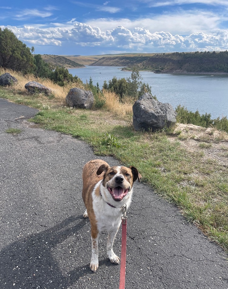 Utility Poles of Ririe Reservoir – Tales of The Goddard