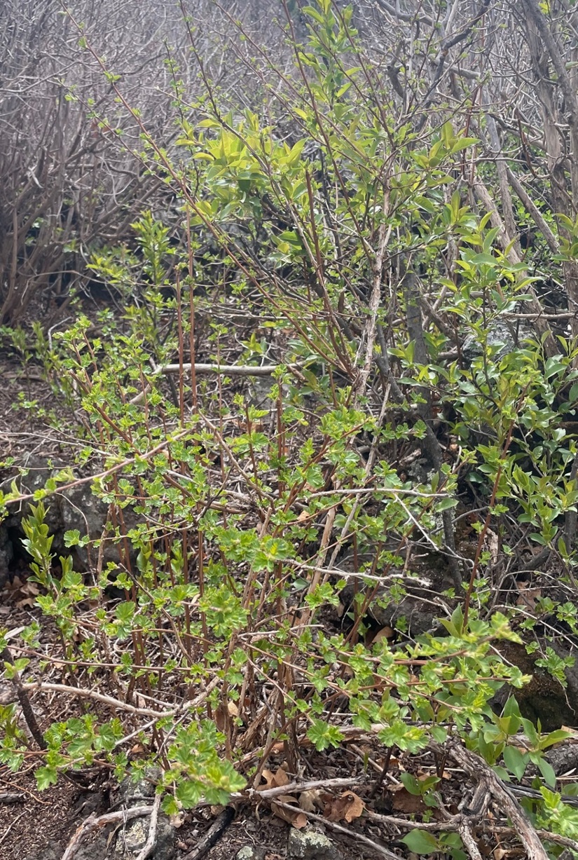 Capulin Volcano National Monument – Tales of The Goddard