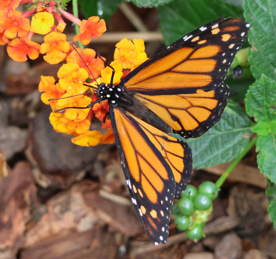 Butterfly Habitat at the Springs Preserve – Tales of The Goddard